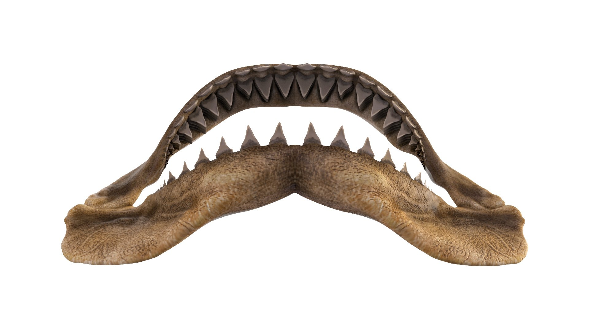 Mounted Great White Shark Jaws 3D Model - TurboSquid 2051247