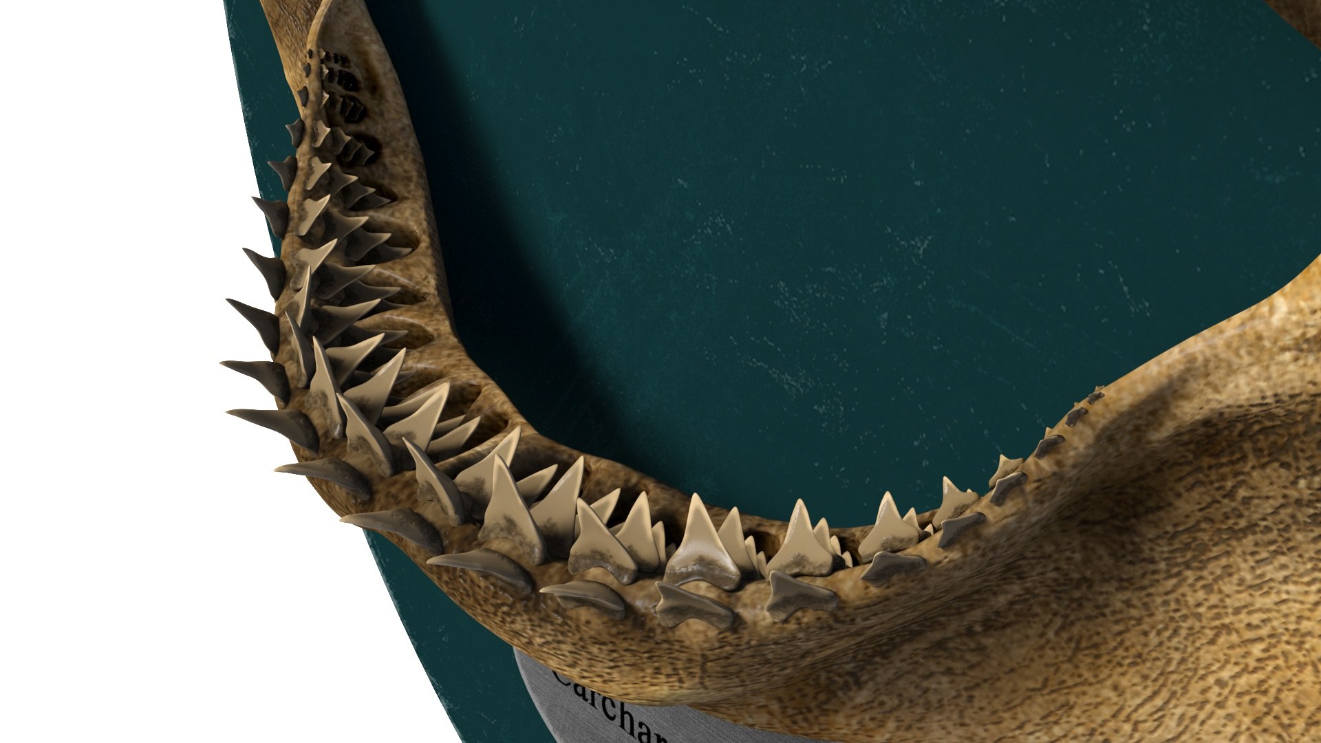 Mounted Great White Shark Jaws 3D Model - TurboSquid 2051247