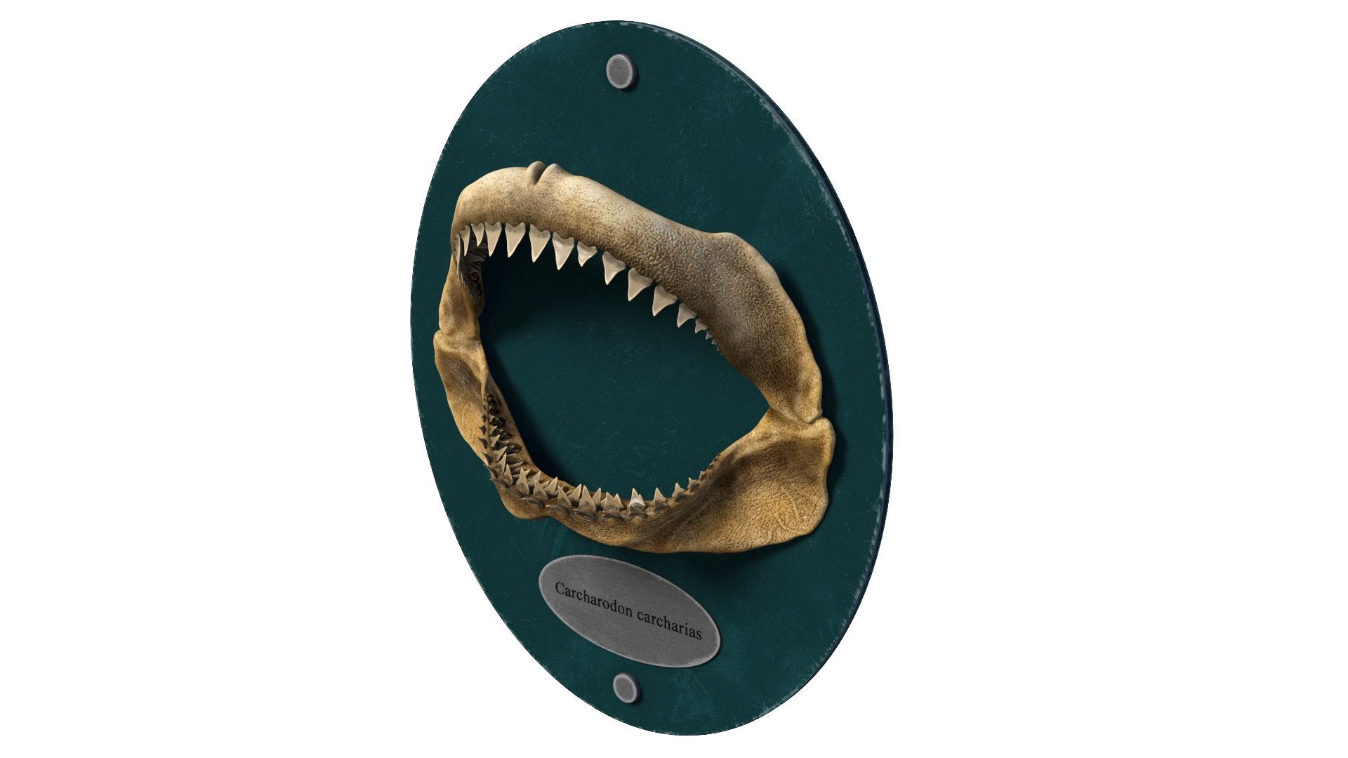 Mounted Great White Shark Jaws 3D Model - TurboSquid 2051247