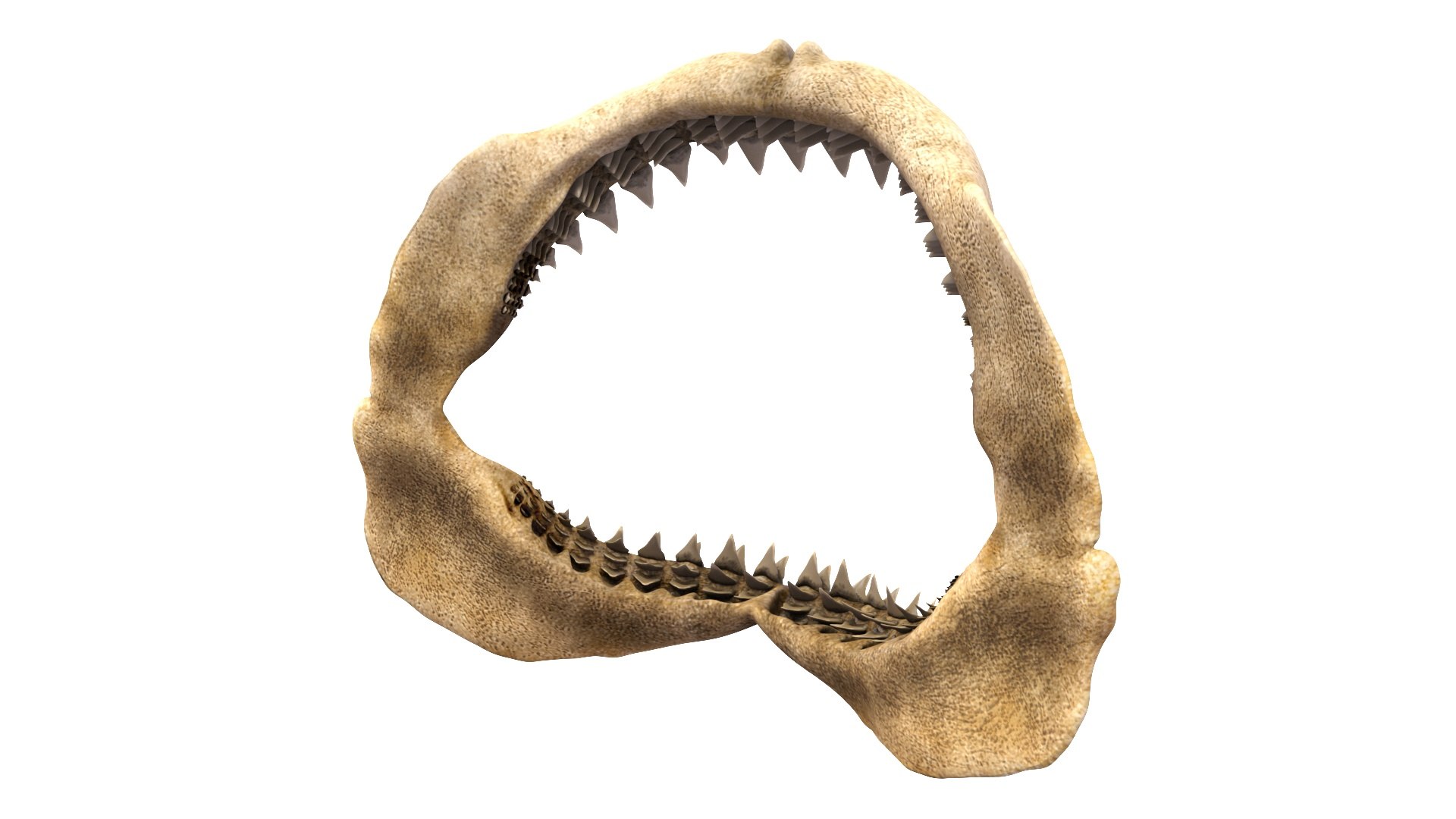 Mounted Great White Shark Jaws 3D Model - TurboSquid 2051247