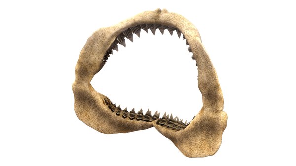 modelo 3d Mounted Great White Shark Jaws - TurboSquid 2051247