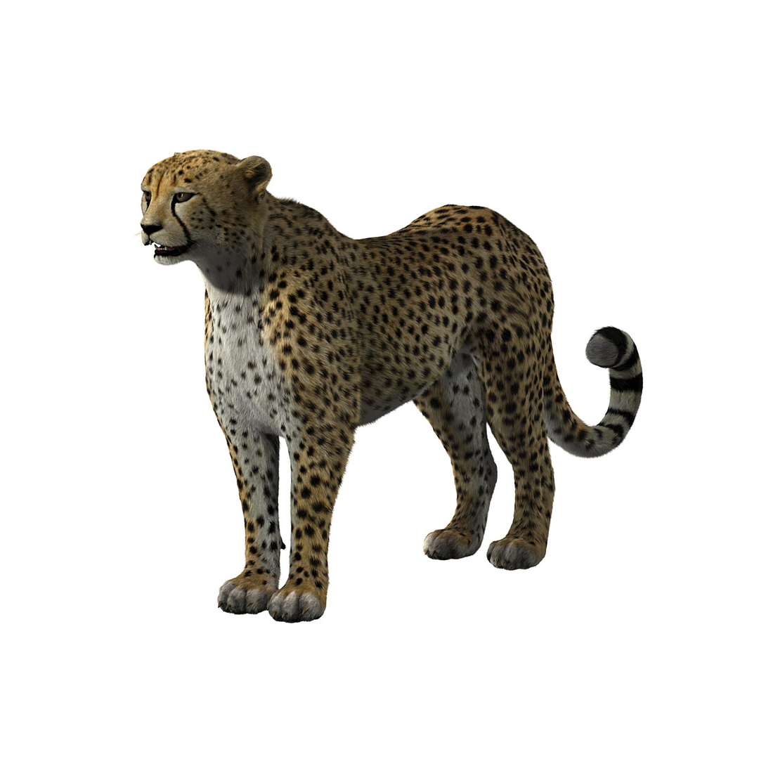 cheetah shave haircut 3d ma
