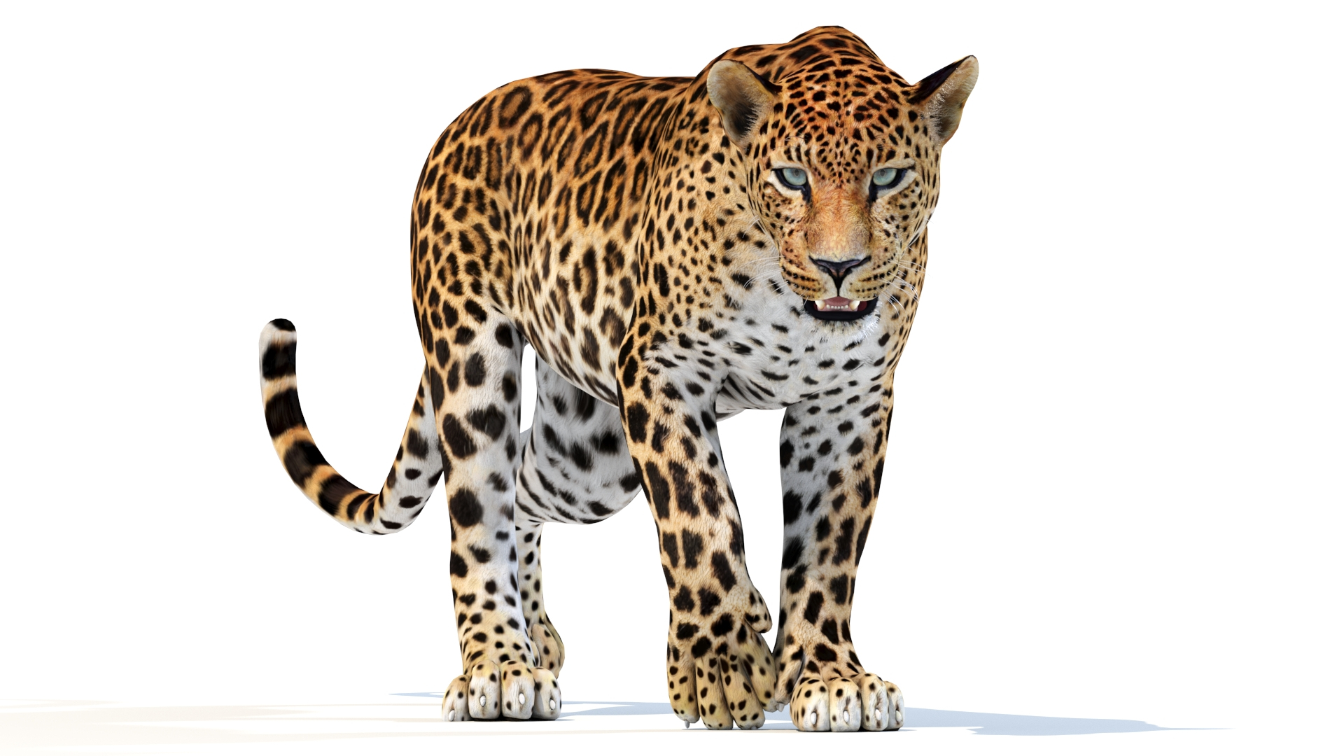3D Animated Sri Lankan Leopard 3D Model - TurboSquid 2098186