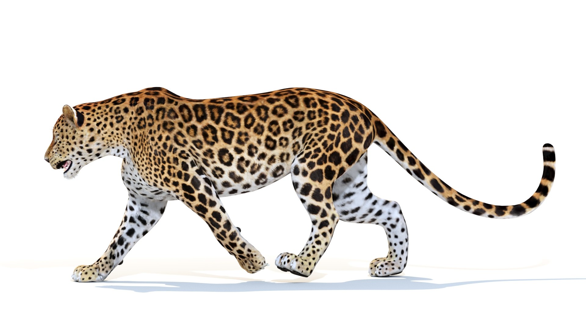 3D Animated Sri Lankan Leopard 3D Model - TurboSquid 2098186