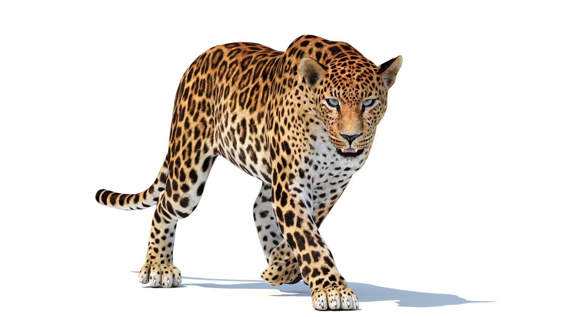 3D Animated Sri Lankan Leopard 3D Model - TurboSquid 2098186