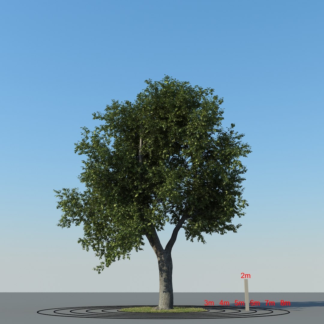 3d Model Oak Tree