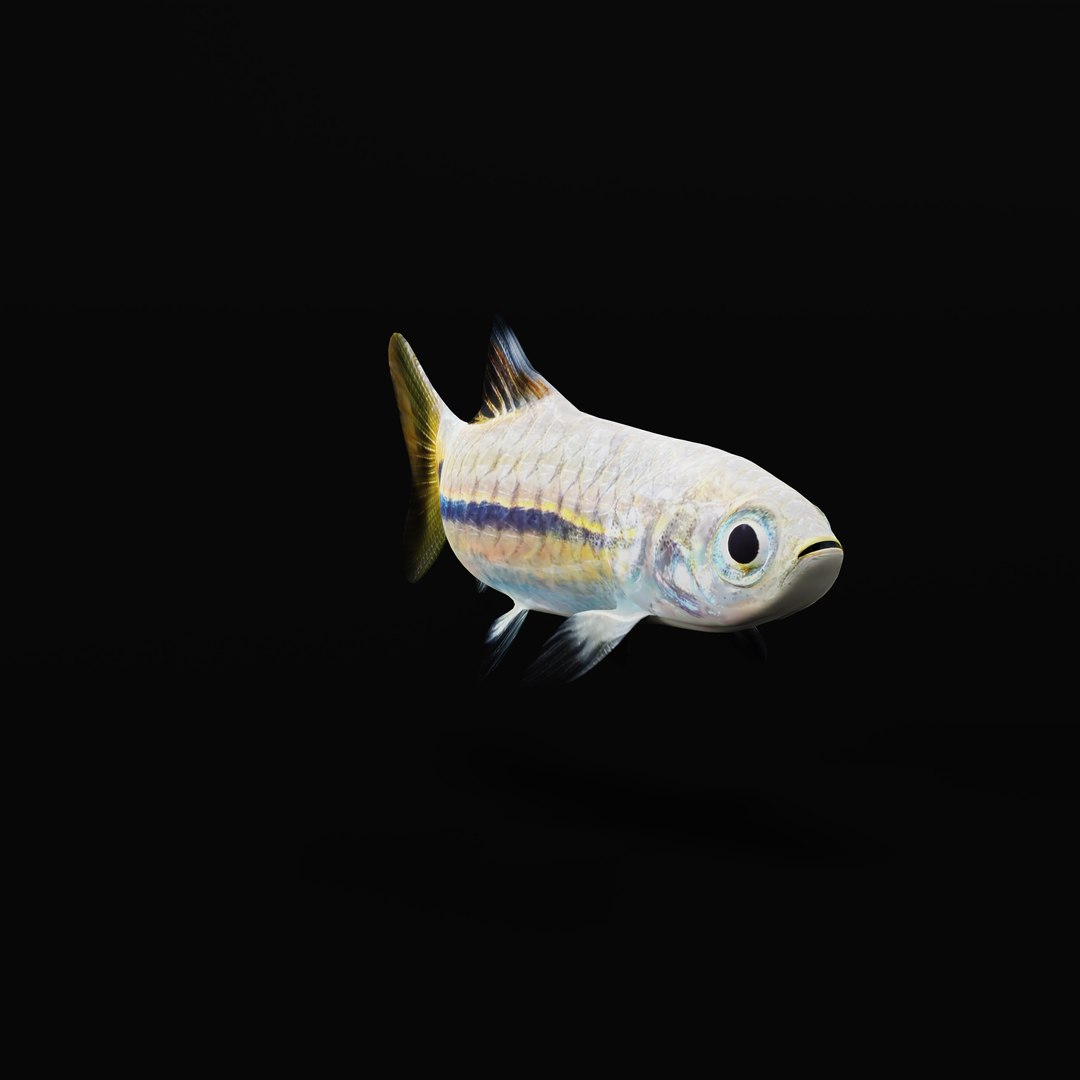Blue Line Rasbora Fish 3D Model - TurboSquid 2337447