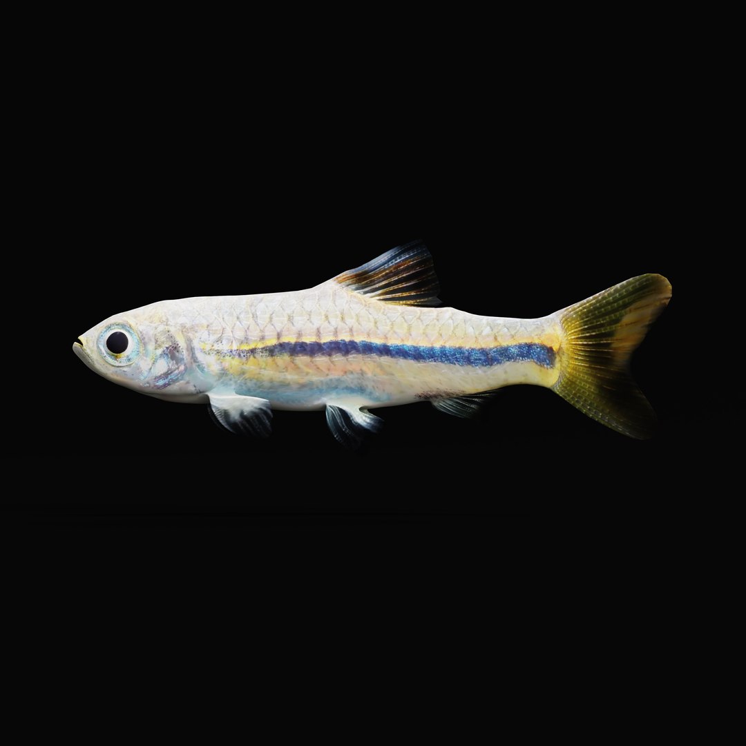 Blue Line Rasbora Fish 3D Model - TurboSquid 2337447