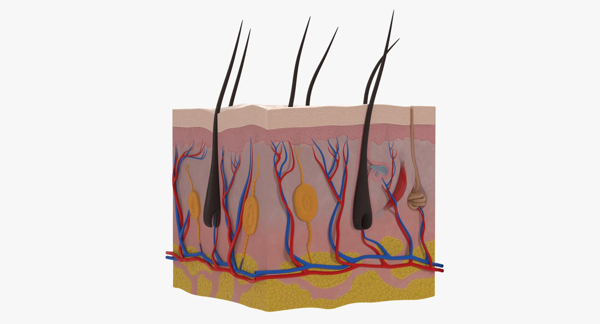 Cross Section Human Skin 3D Model - TurboSquid 1329606