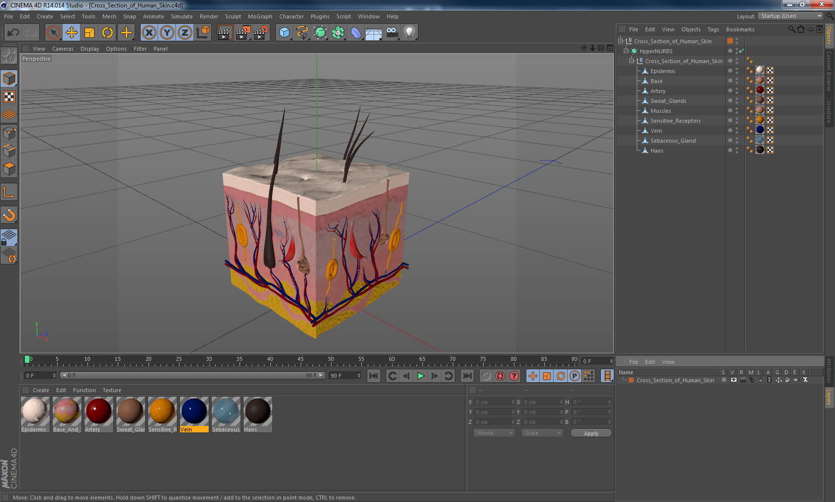 Cross section human skin 3D model - TurboSquid 1329606