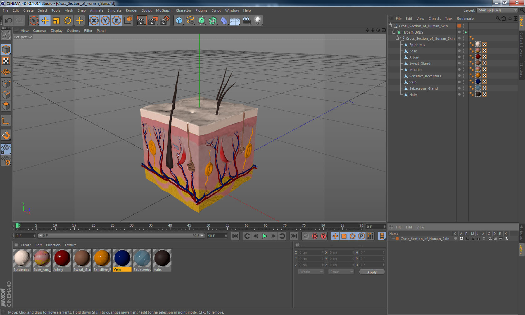 Cross section human skin 3D model - TurboSquid 1329606