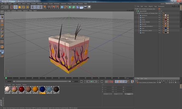 Cross section human skin 3D model - TurboSquid 1329606