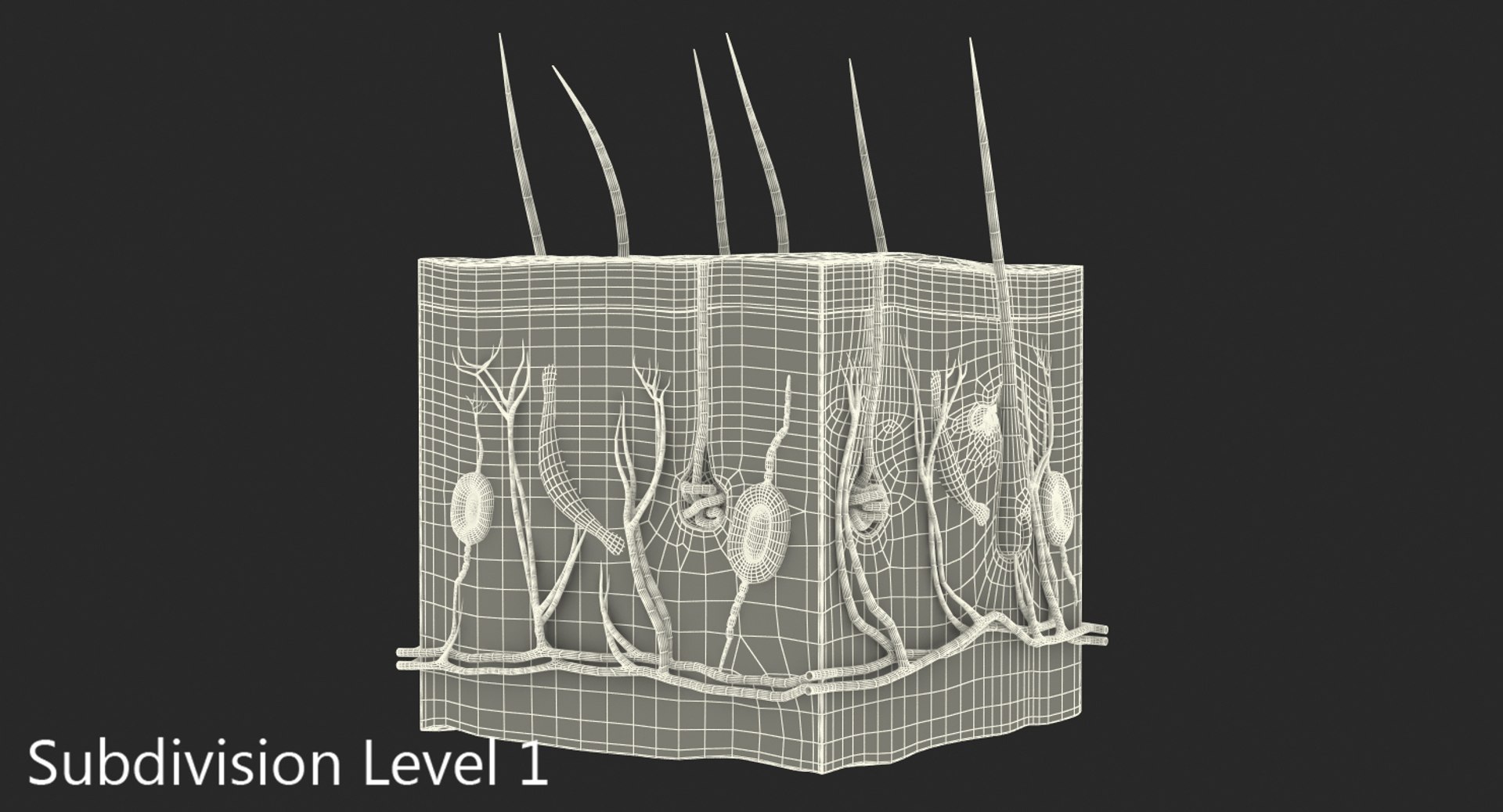 Cross Section Human Skin 3D Model - TurboSquid 1329606