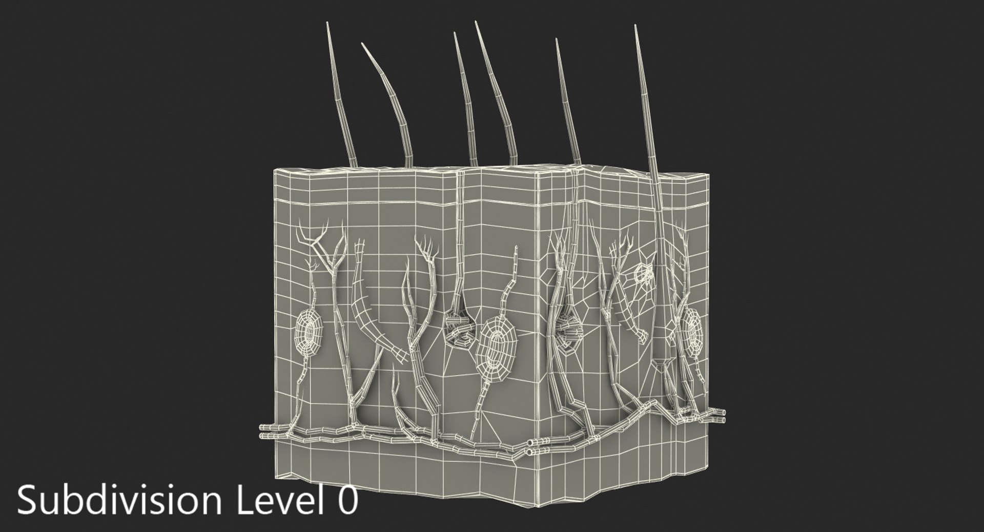 Cross Section Human Skin 3D Model - TurboSquid 1329606