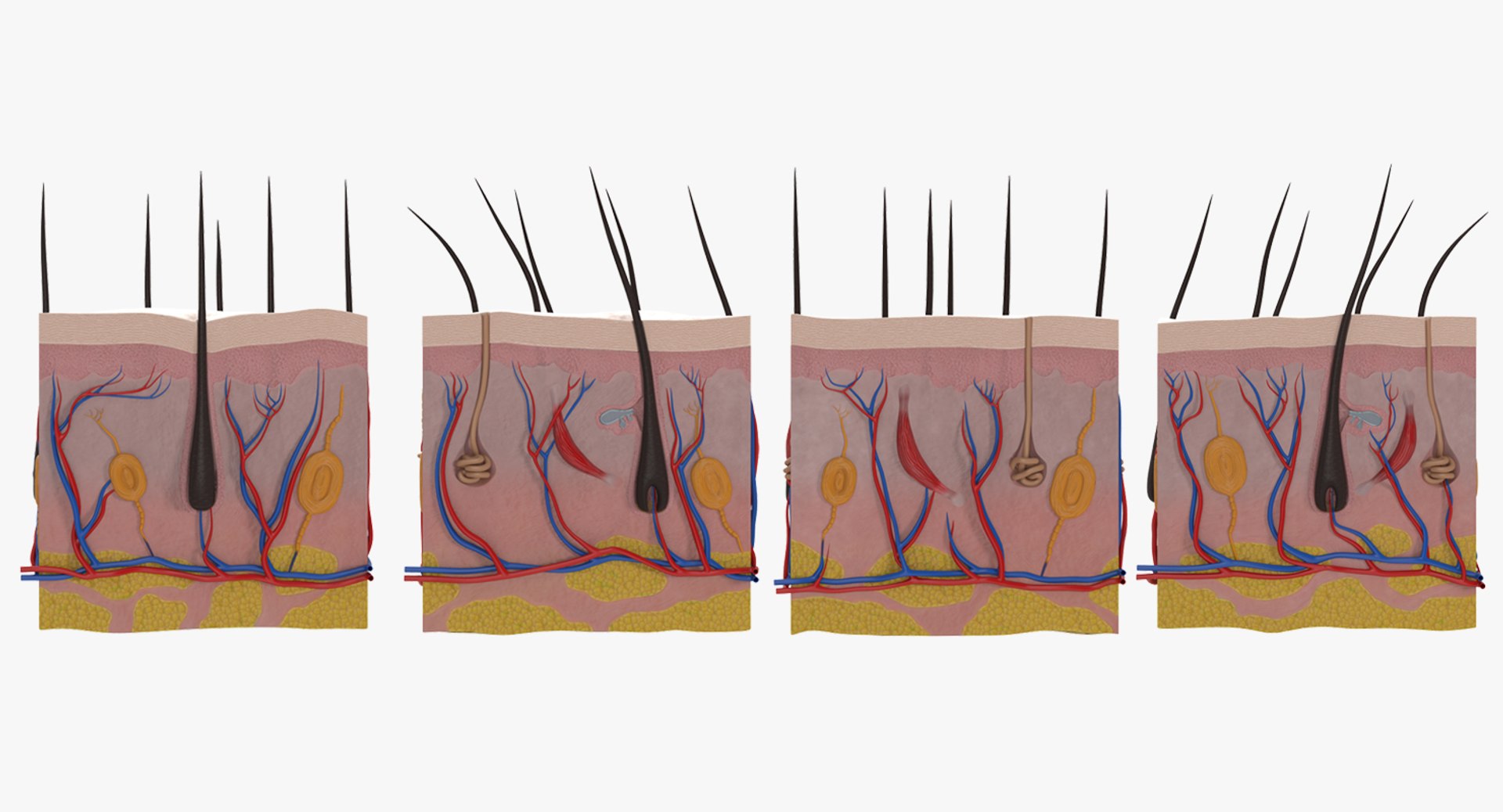 Cross Section Human Skin 3D Model - TurboSquid 1329606