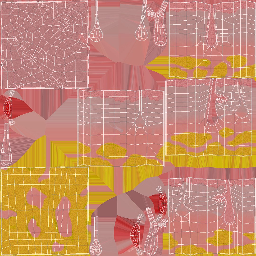Cross Section Human Skin 3D Model - TurboSquid 1329606