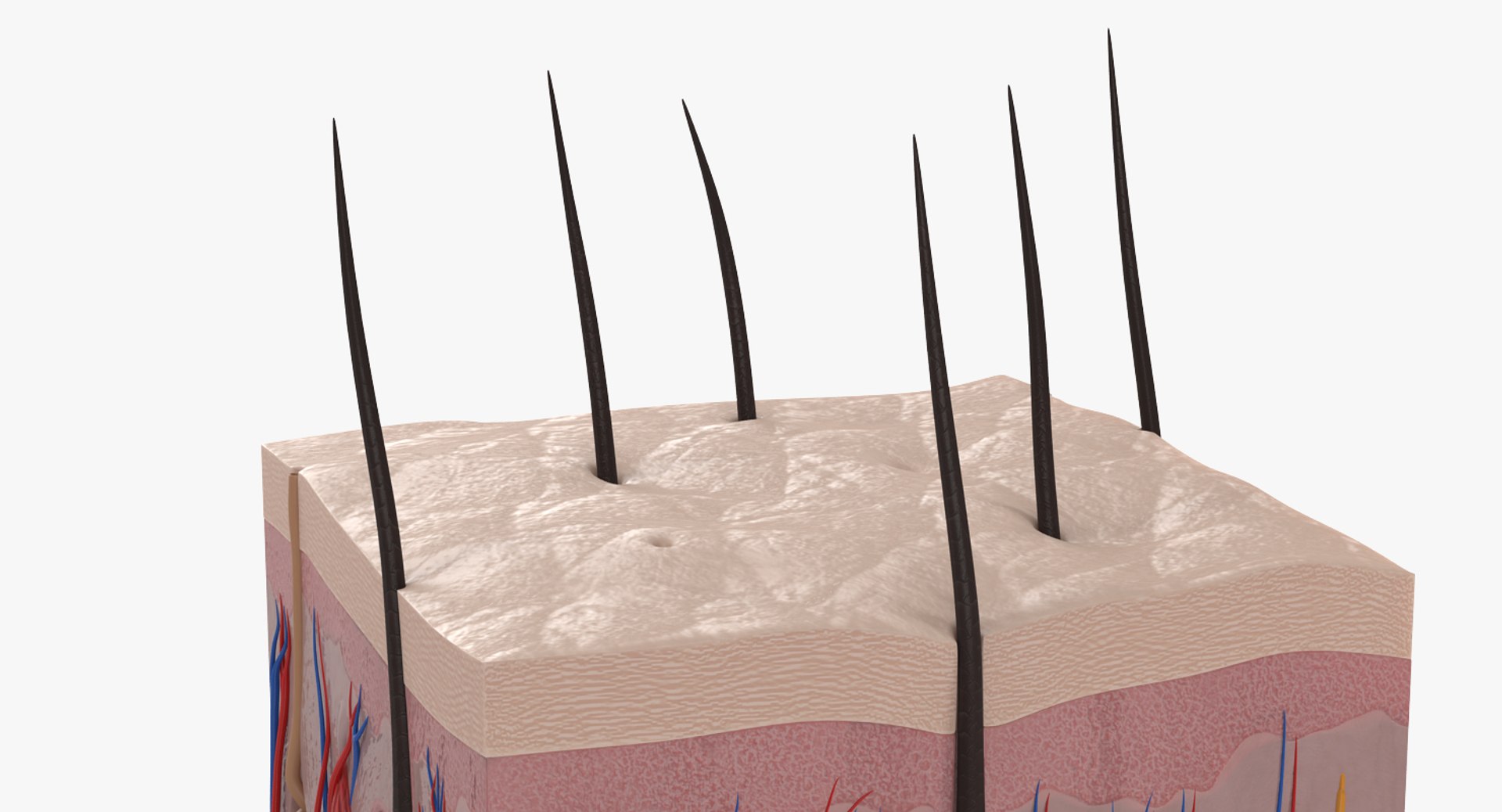 Cross Section Human Skin 3D Model - TurboSquid 1329606