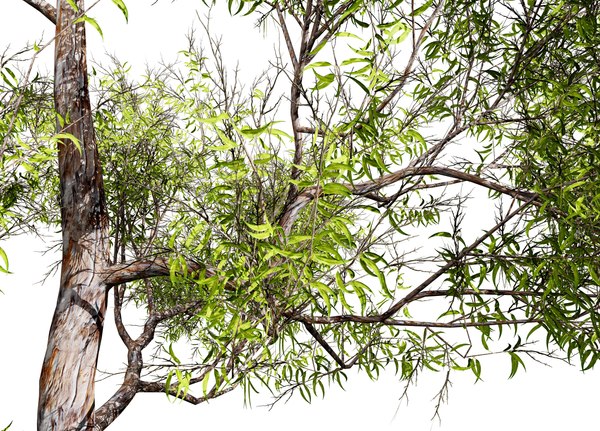 modelo 3d Modelos 3D de árboles de goma con verano verde, otoño e ...