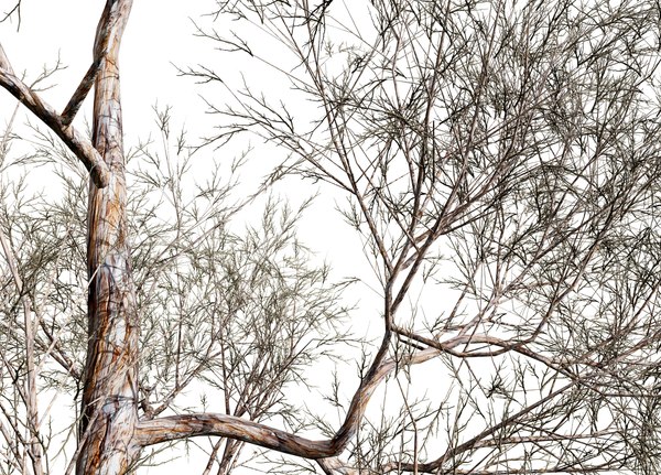 modelo 3d Modelos 3D de árboles de goma con verano verde, otoño e ...