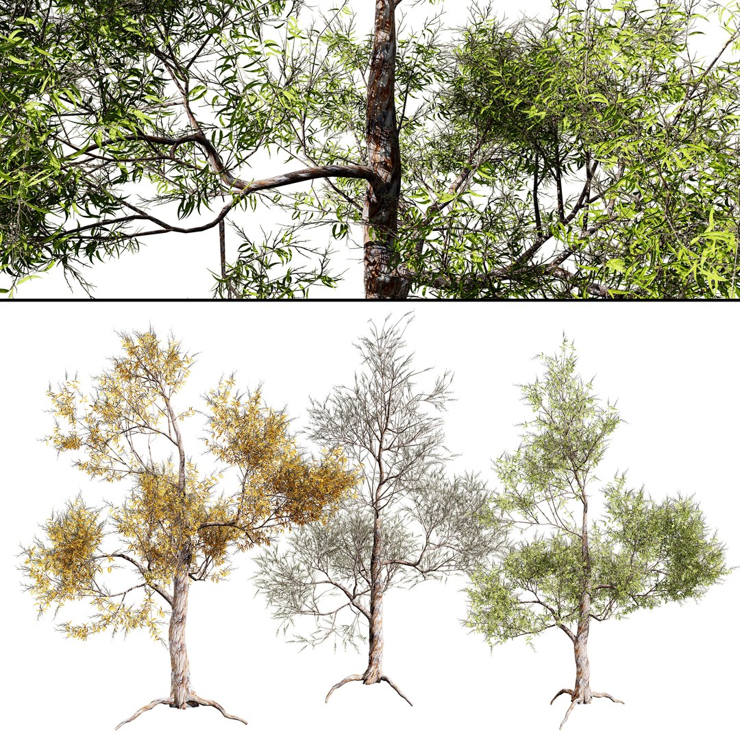 Free 3D Model Gum Tree 3D Models With Green Summer Fall And Leafless ...