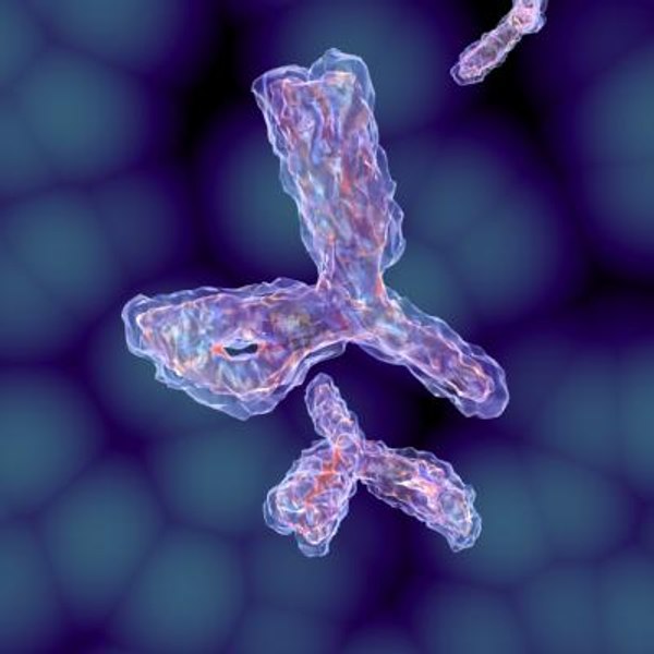 antibodies realistic biological 3d model