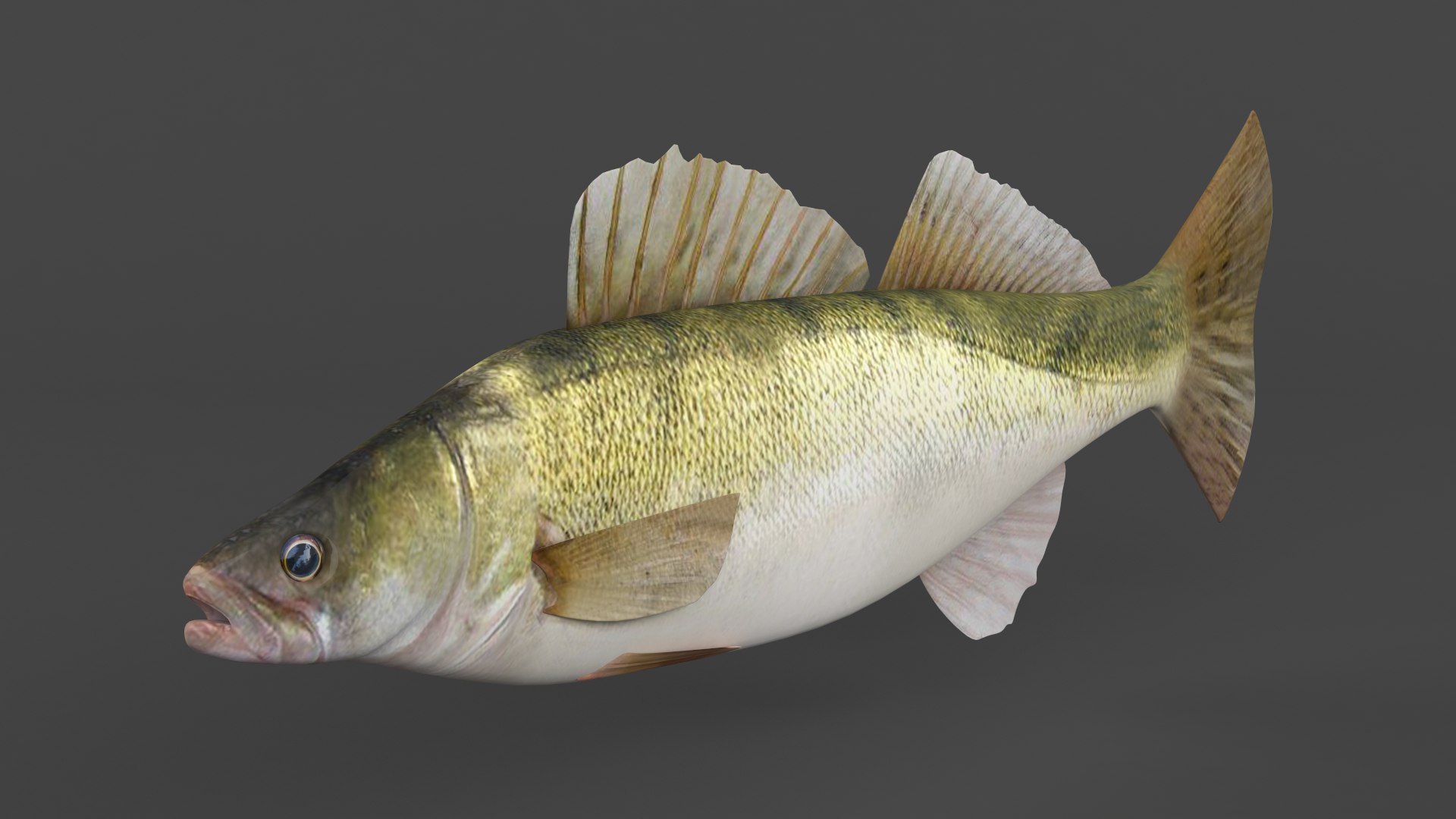 3D Fish Zander Model - TurboSquid 2126821