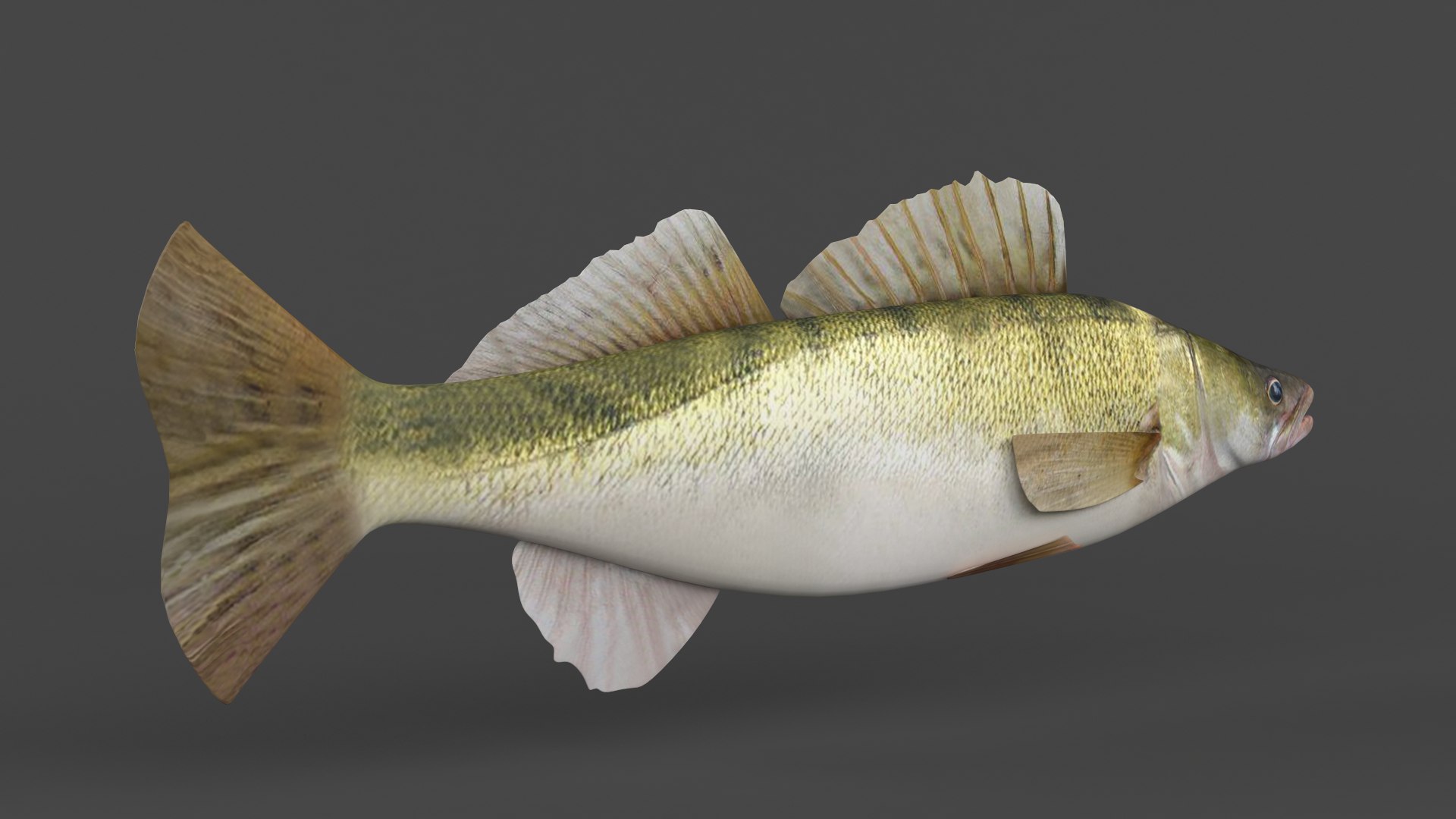 3D Fish Zander Model - TurboSquid 2126821