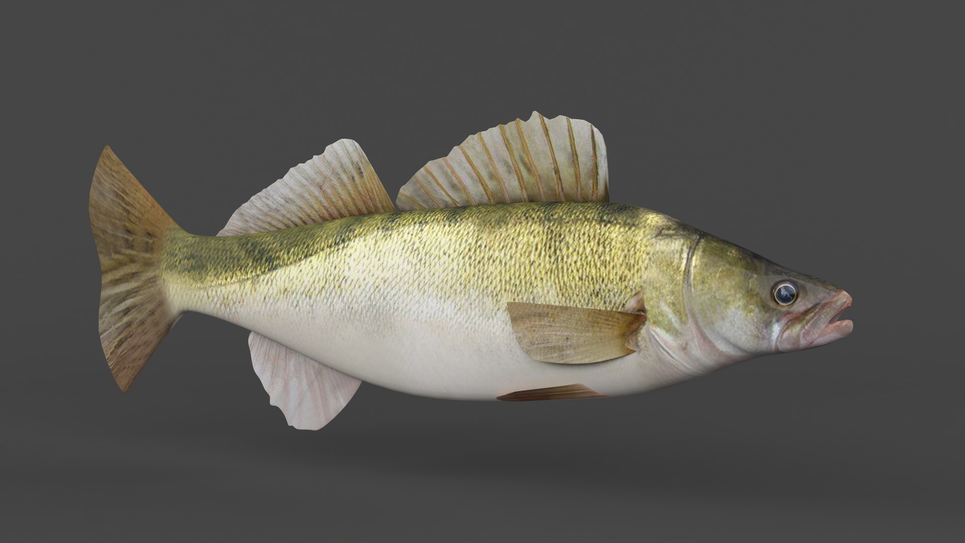 3D Fish Zander Model - TurboSquid 2126821