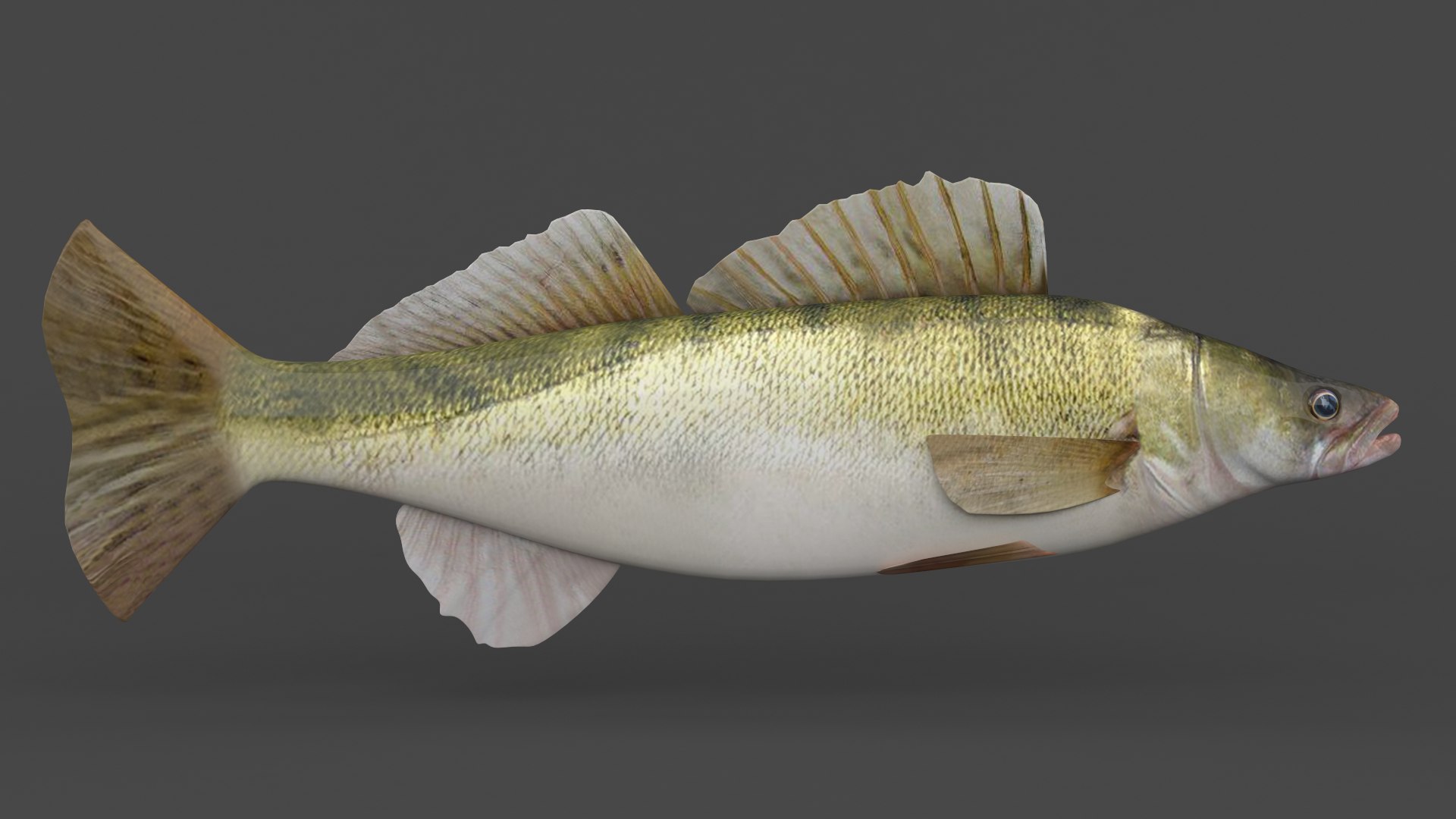 3D Fish Zander Model - TurboSquid 2126821