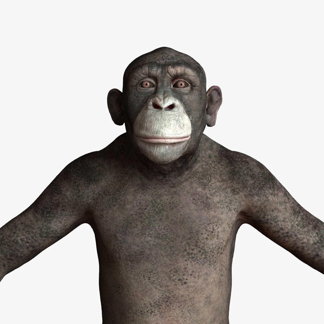 Chimpanzee Chimp 3d Model