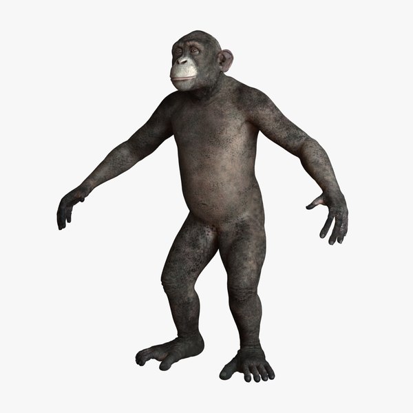 Chimpanzee 3D Models for Download | TurboSquid