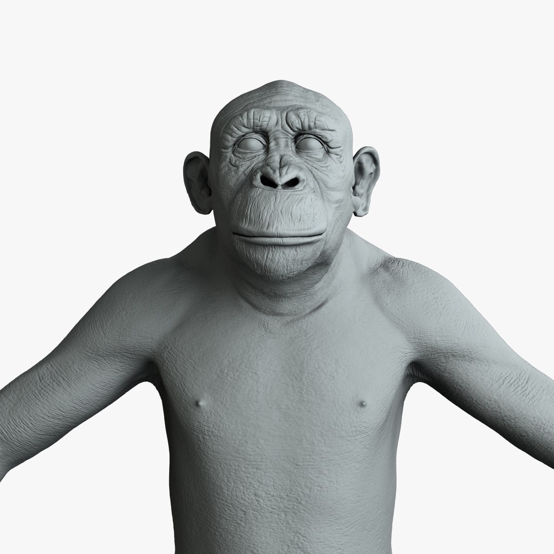 Chimpanzee Chimp 3d Model