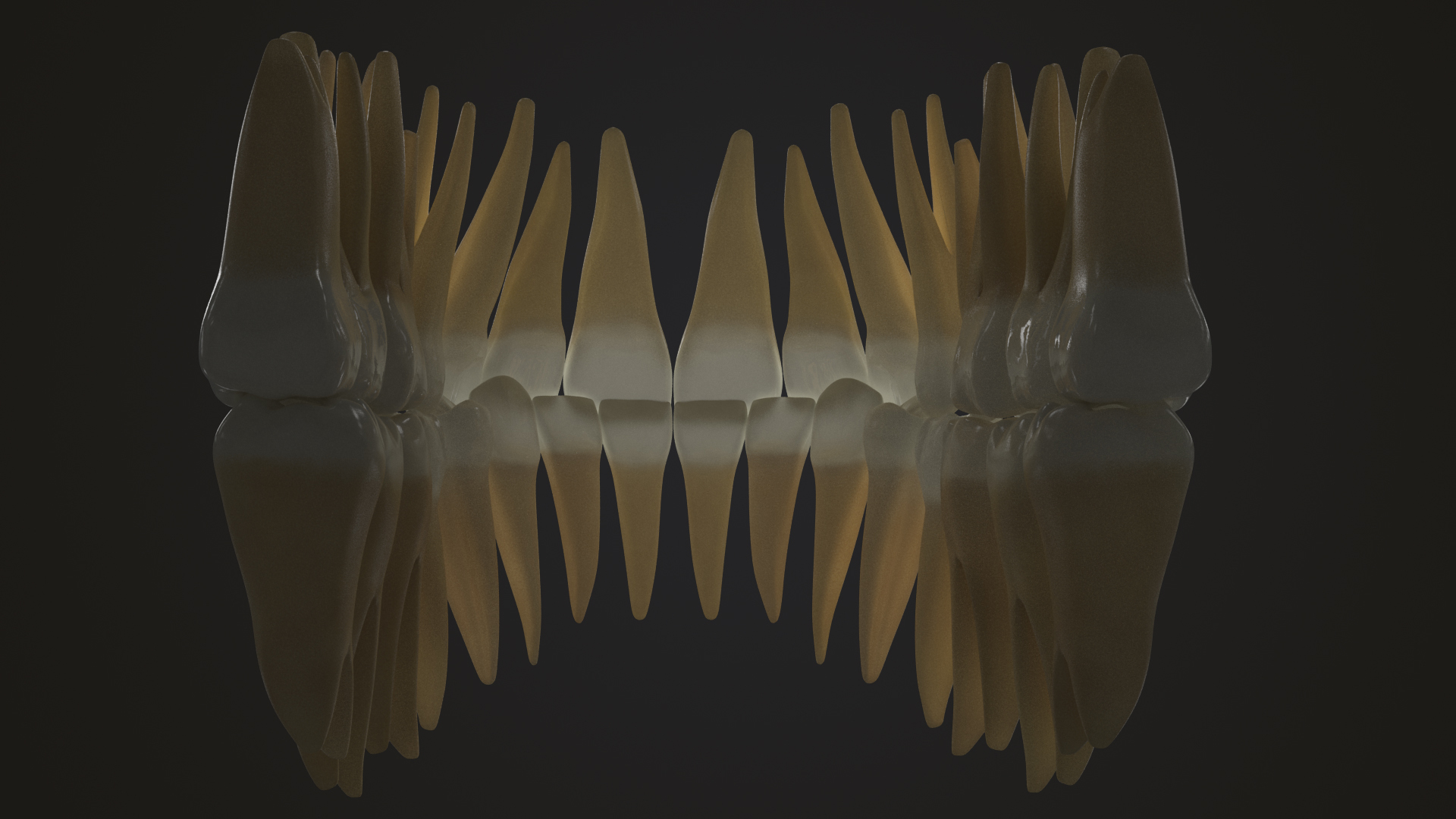 Realistic Dental Model With Gums Teeth and Tongue model - TurboSquid ...