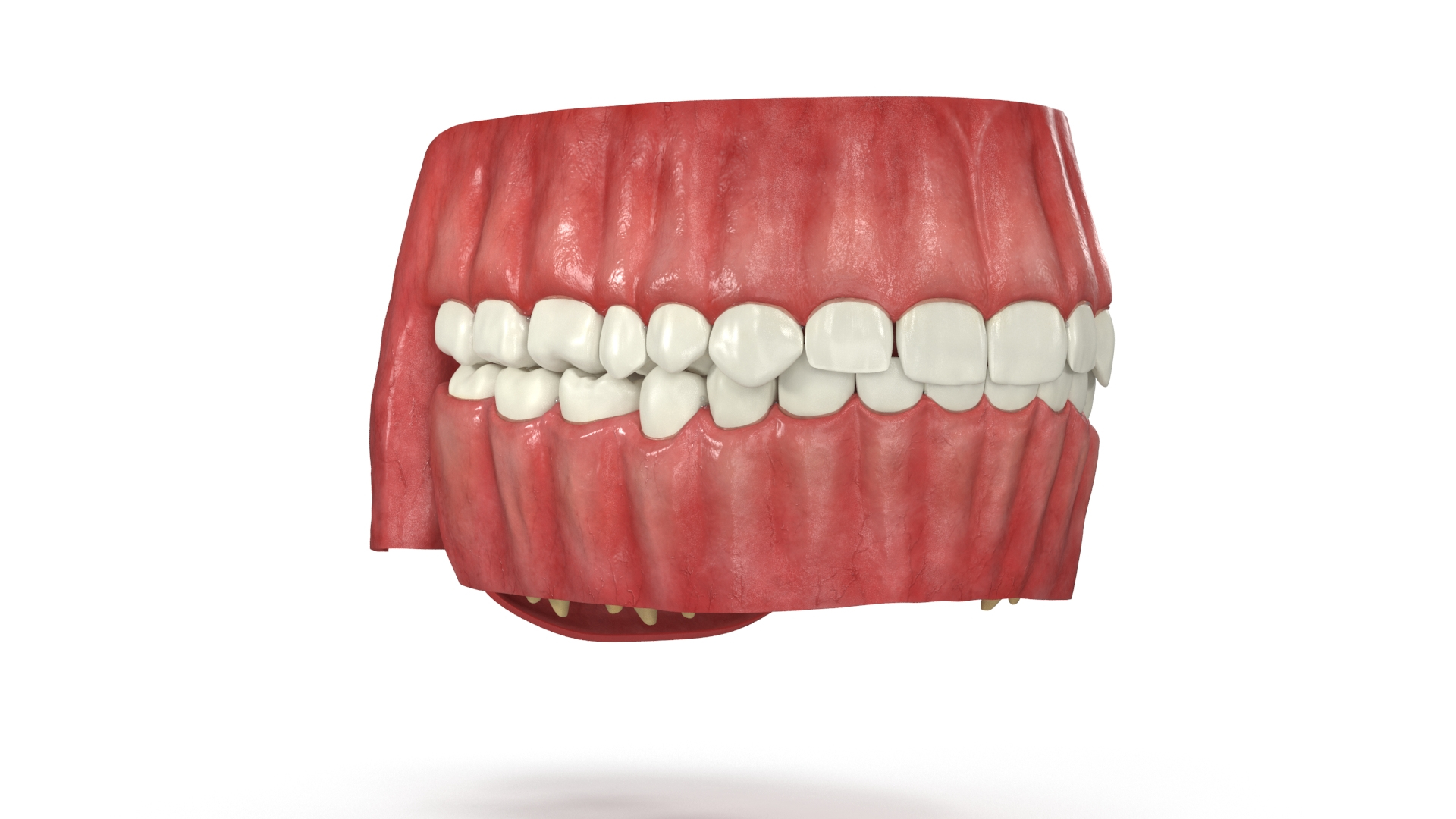 Realistic Dental Model With Gums Teeth and Tongue model - TurboSquid ...