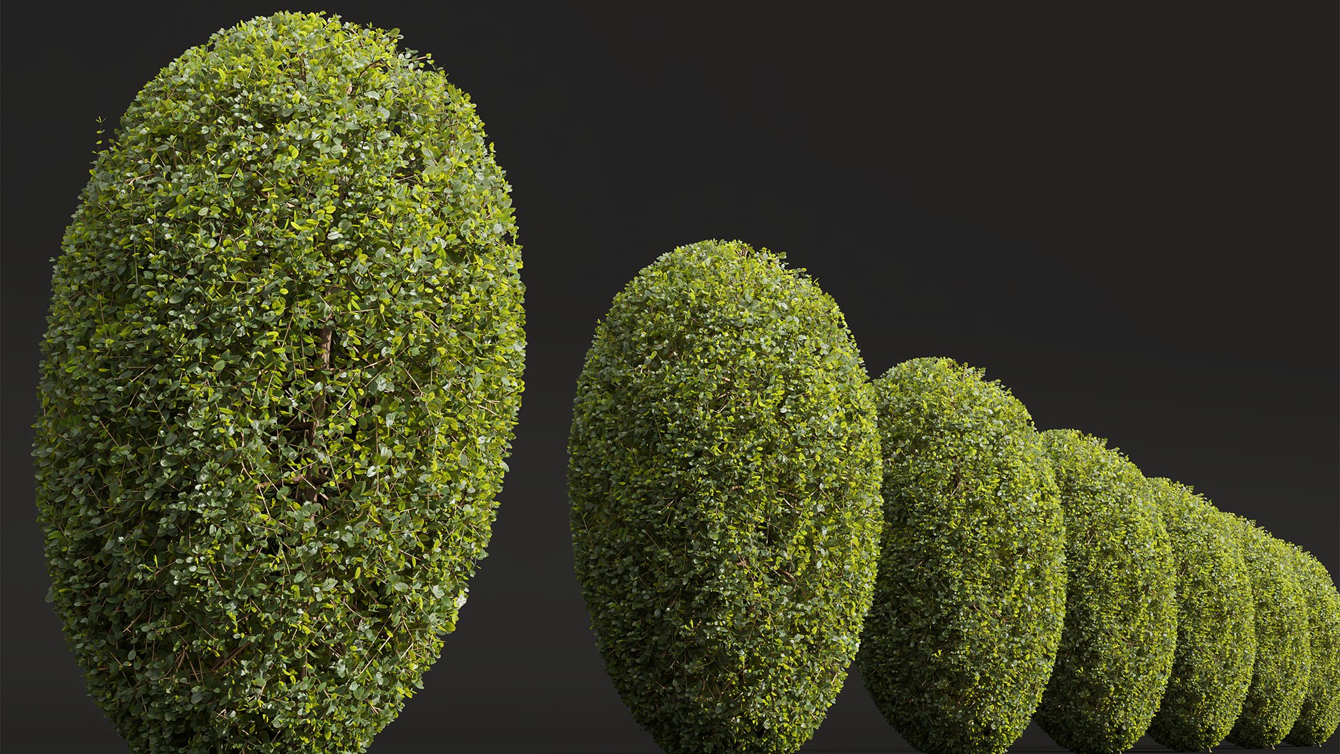 New Plant Ficus Concinna Bonsai Pruned04 3D Model - TurboSquid 2198793