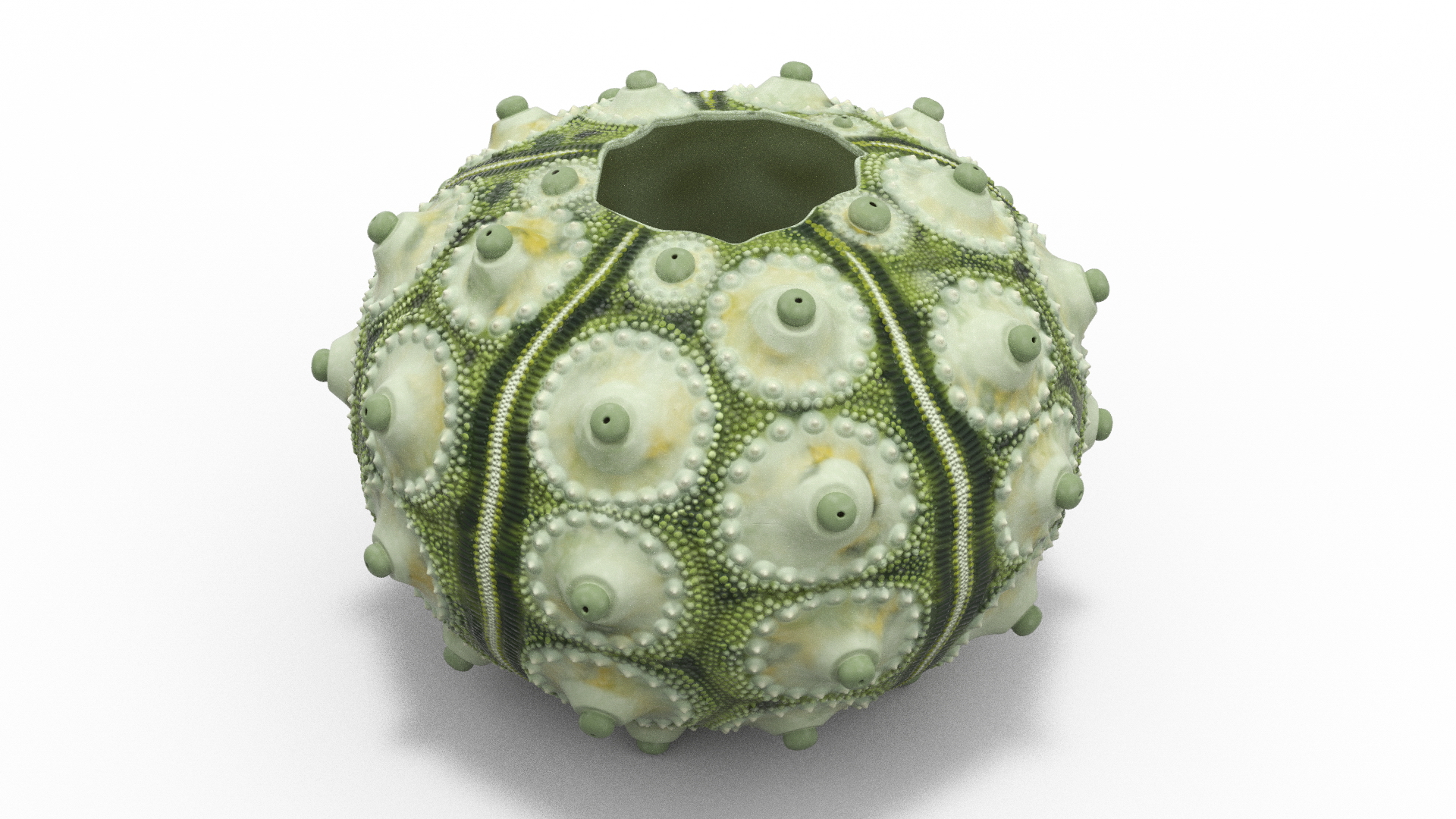 Sputnik Sea Urchin Seashell Green Model - TurboSquid 2115252