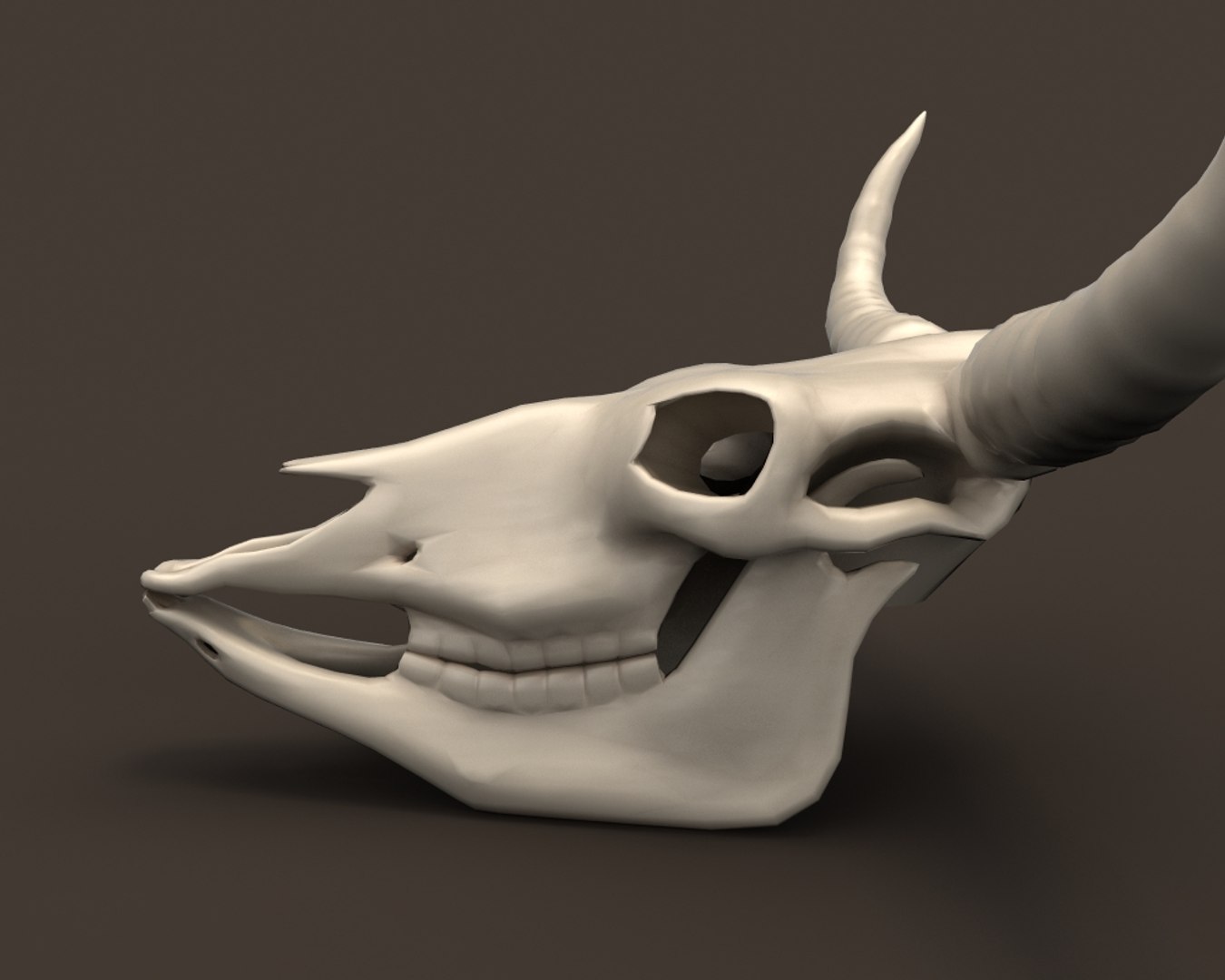 3d Cow Skull Model