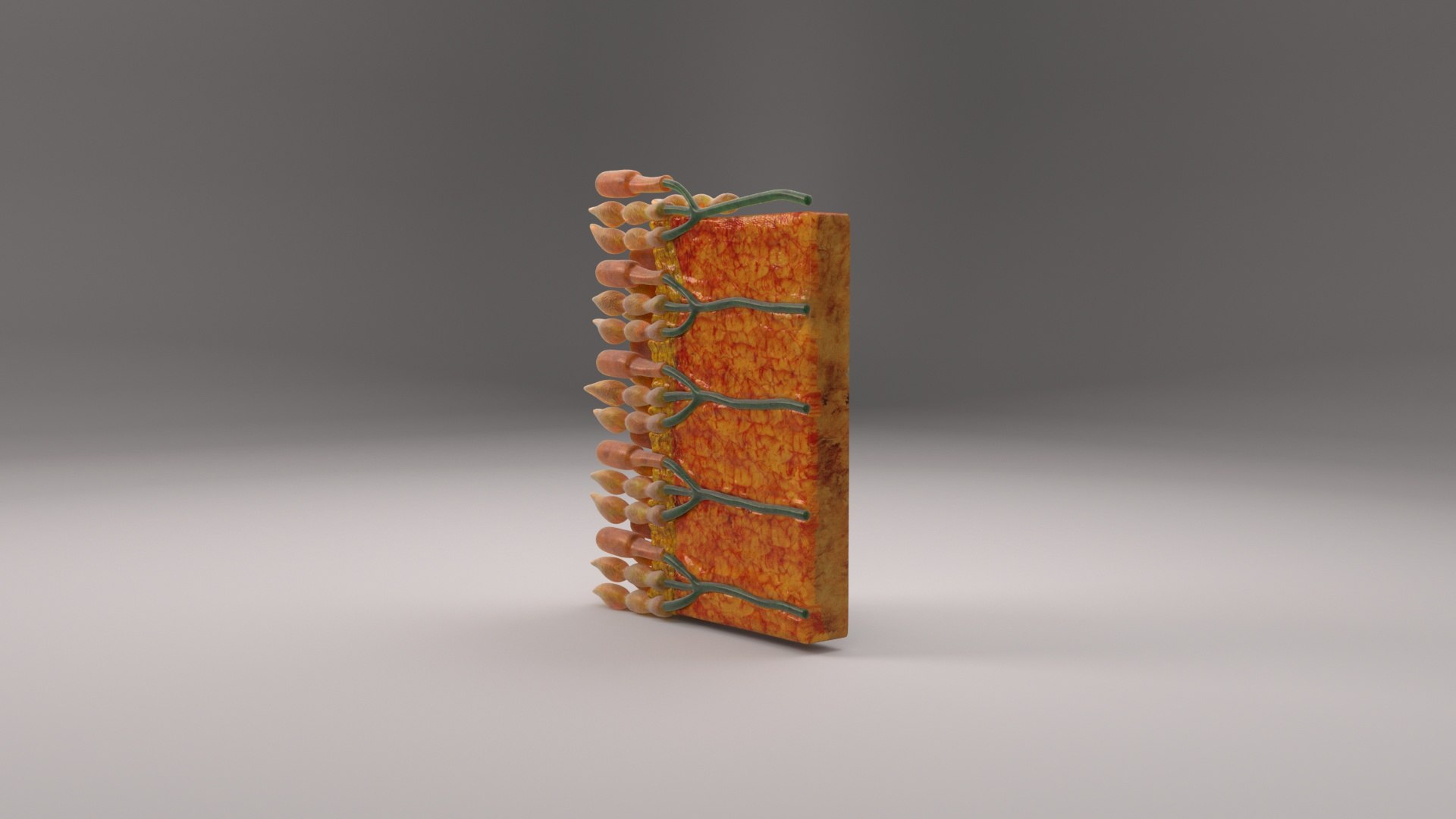 Human Retina 3D Model - TurboSquid 2026223