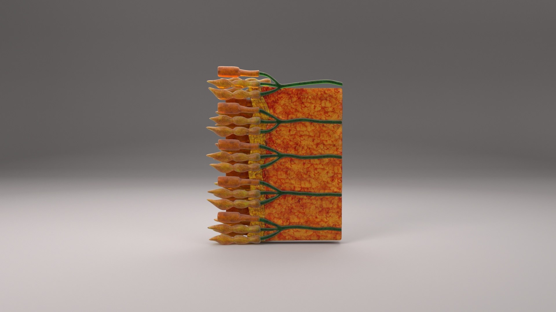 Human Retina 3D Model - TurboSquid 2026223