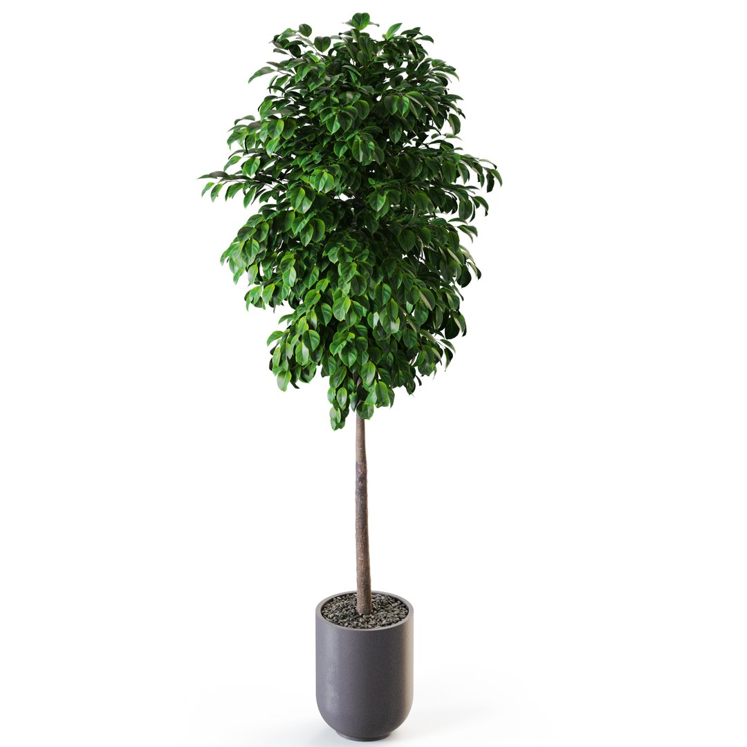 Plant 1204 3D Model - TurboSquid 2396591