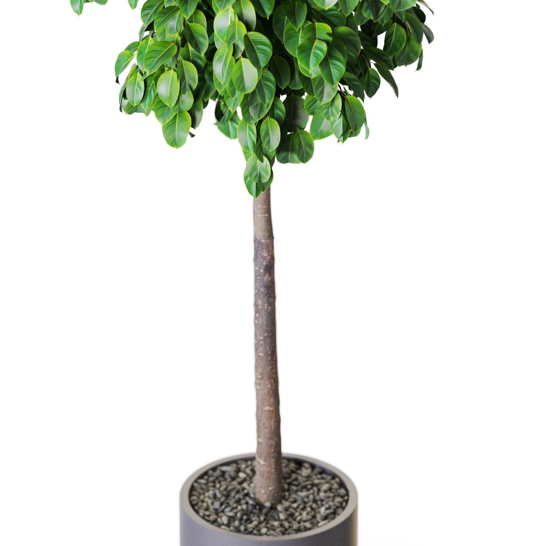 Plant 1204 3D Model - TurboSquid 2396591