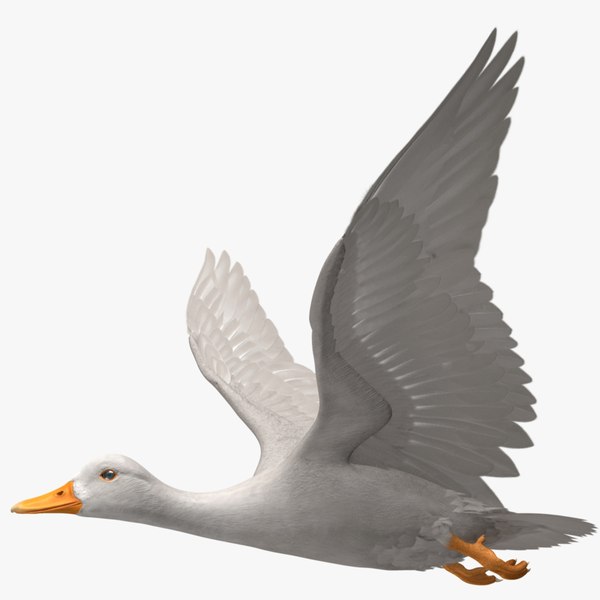 Free 3D Duck Models | TurboSquid