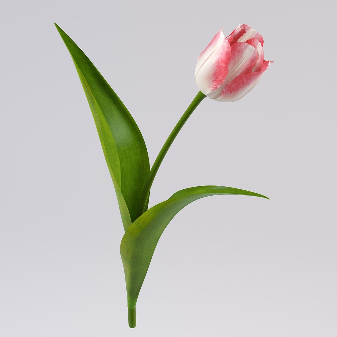 Tulip 3d 3ds