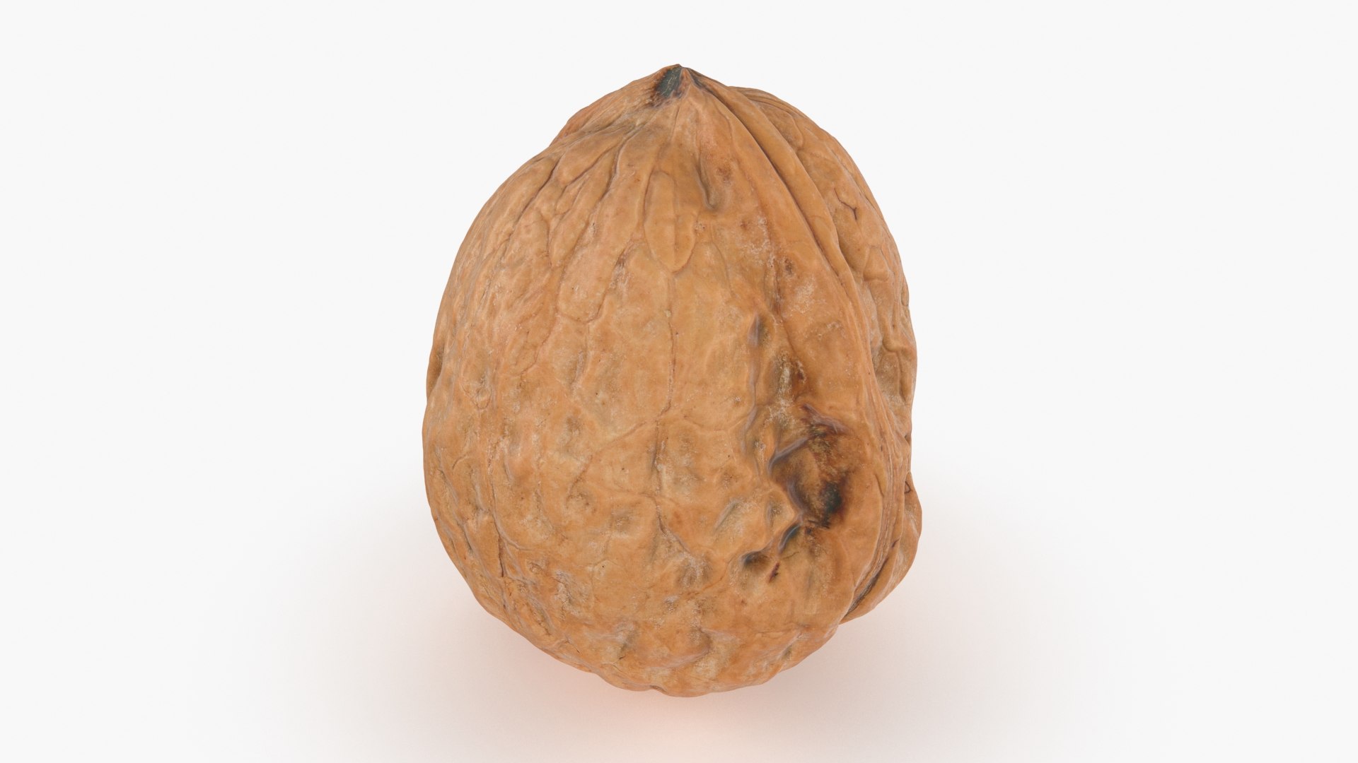 3D Walnut Shell 03 Model - TurboSquid 2016101