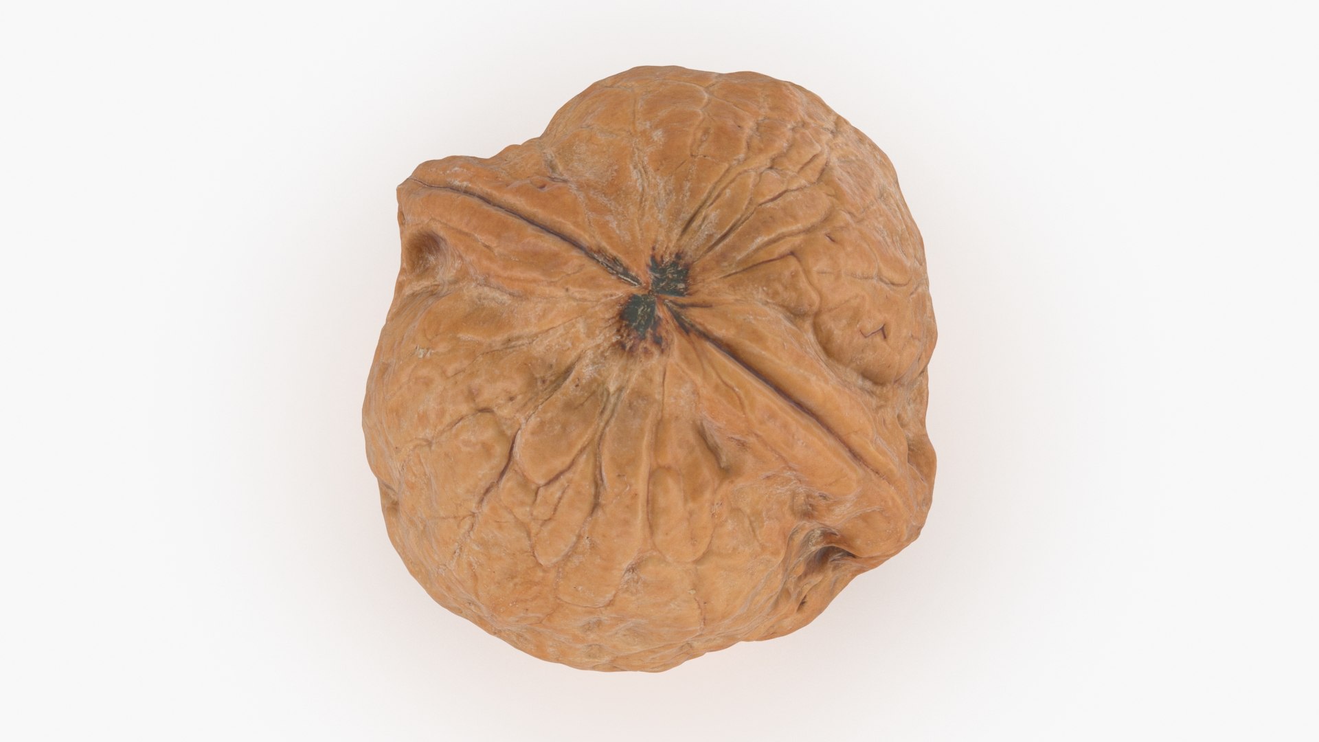 3D Walnut Shell 03 Model - TurboSquid 2016101