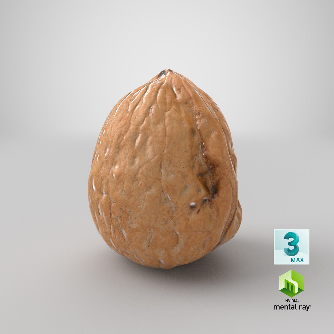 3D Walnut Shell 03 model - TurboSquid 2016101