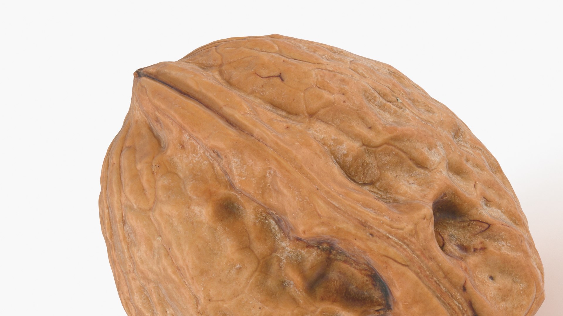 3D Walnut Shell 03 Model - TurboSquid 2016101