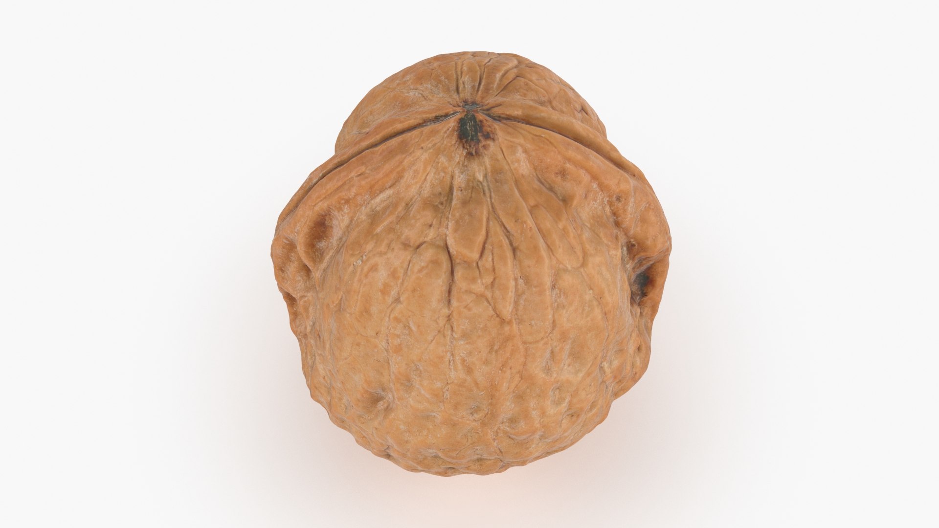3D Walnut Shell 03 Model - TurboSquid 2016101