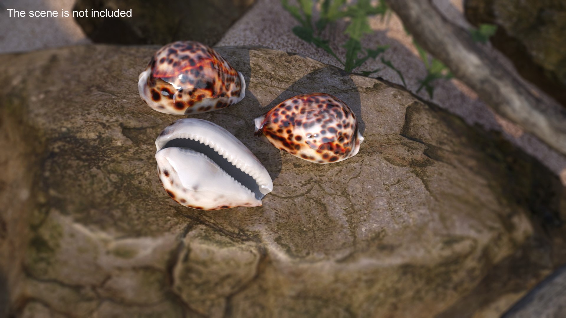 3D Sea Shells Collection 7 - TurboSquid 2167842