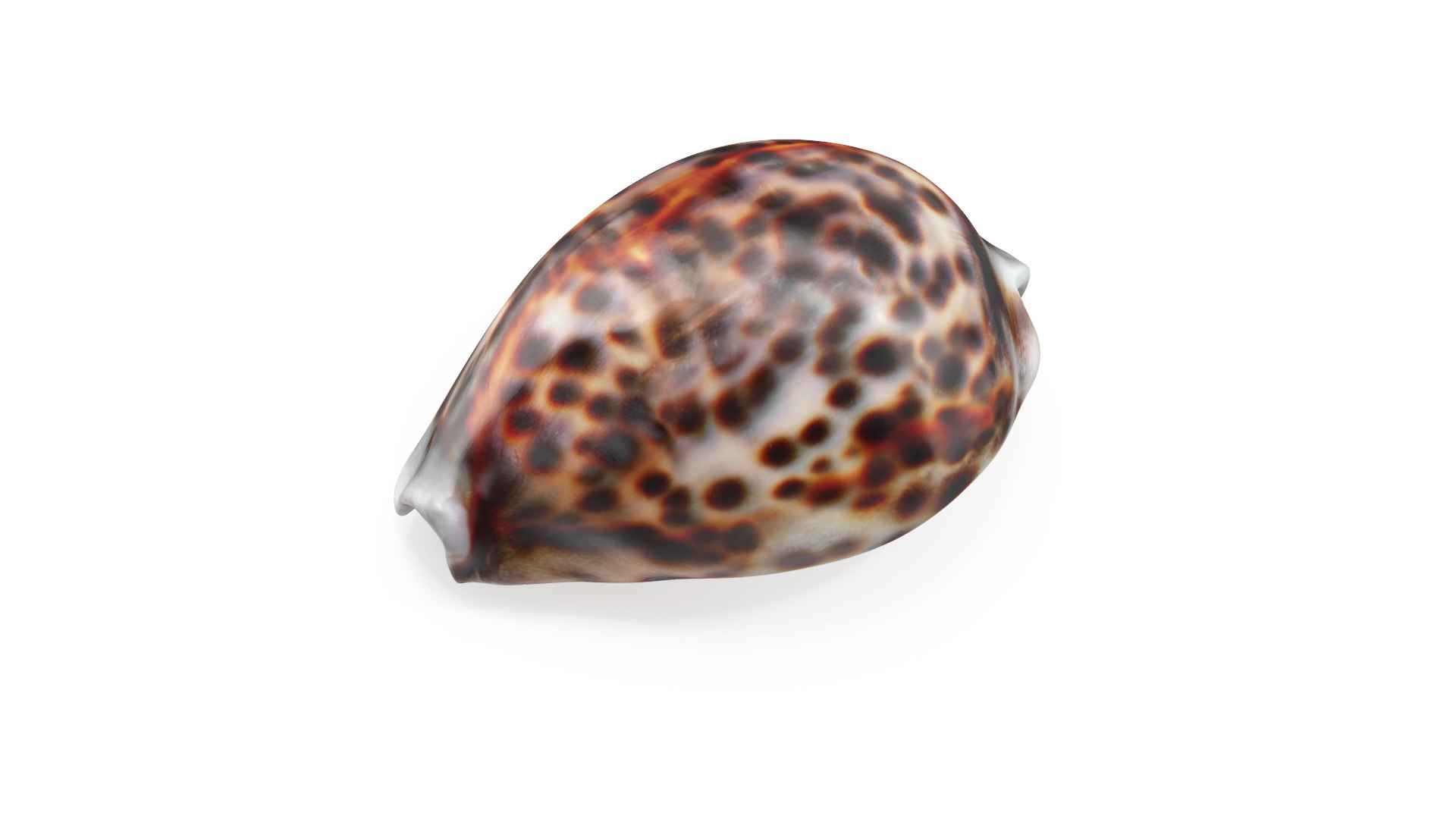 3D Sea Shells Collection 7 - TurboSquid 2167842